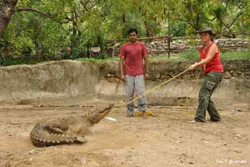 Saffron Tree: Interview: Gerry Martin, Naturalist and Conservationist