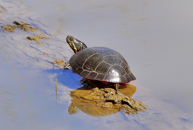 White Wolf : Wild Turtles May Finally Get Reprieve From International Trade