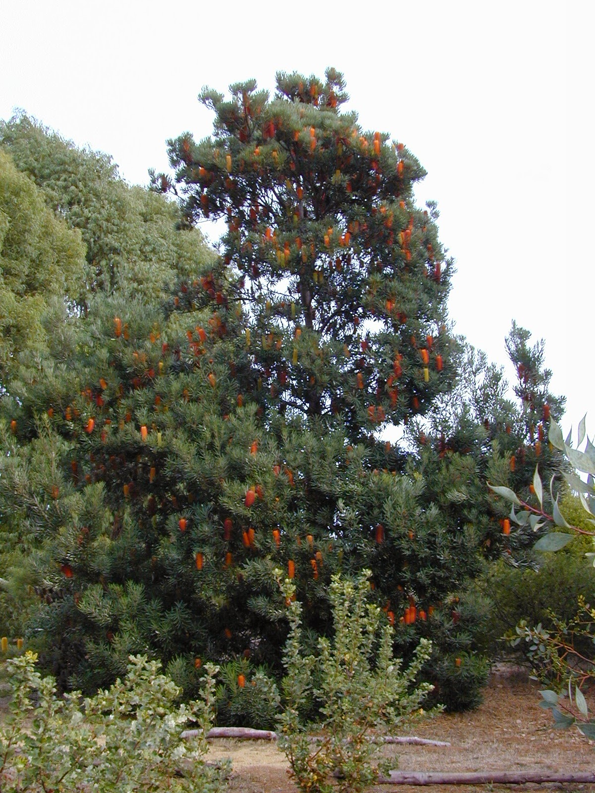 Trees of Santa Cruz County: Banksia seminuda - River Banksia