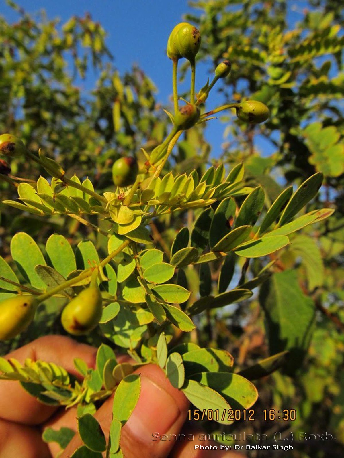 Medicinal Plants: Senna auriculata Cassia auriculata Tangedu Avaram Tarwar
