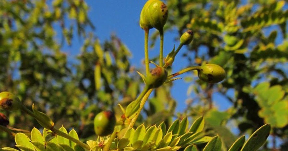 Medicinal Plants: Senna auriculata Cassia auriculata Tangedu Avaram Tarwar