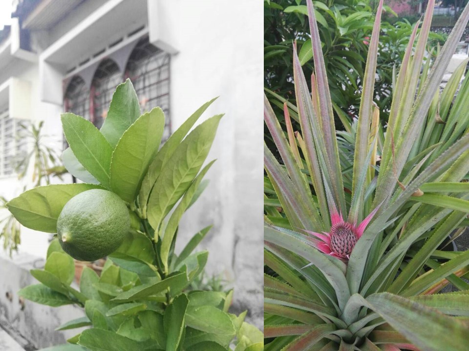 Kebun Bahagia Bersama: Container Garden Rakan KBB: Lemon Tahiti