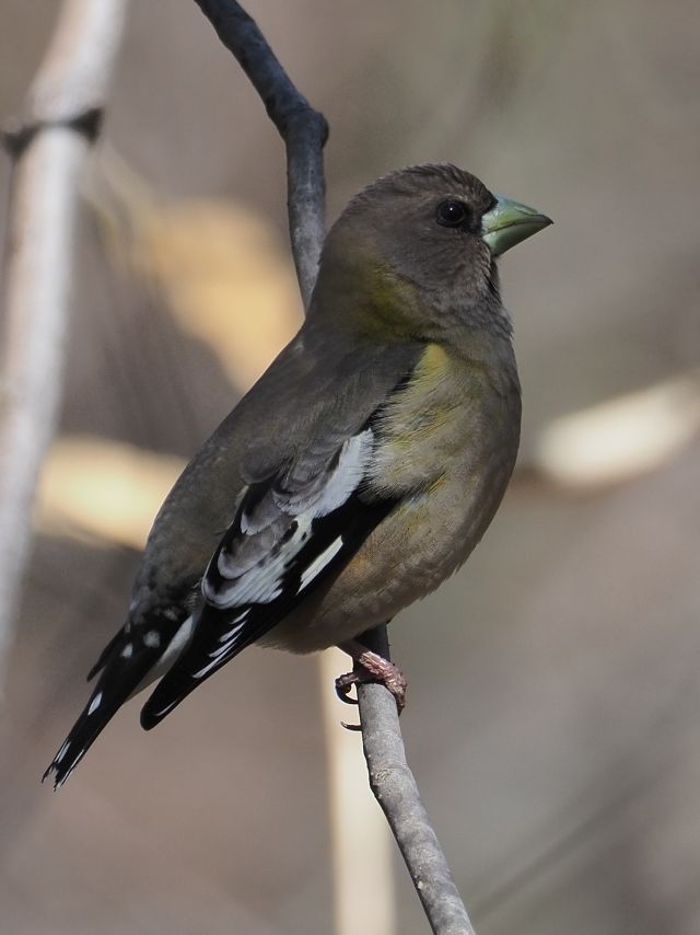 Prospect Park Bird Sightings & North Brooklyn Nature News: Fwd ...