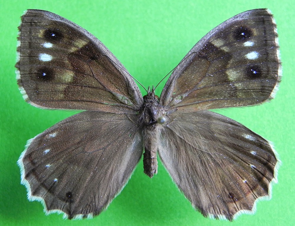 MARIPOSAS (BUTTERFLIES): Subfamilia SATYRINAE (Familia SATYRIDAE)