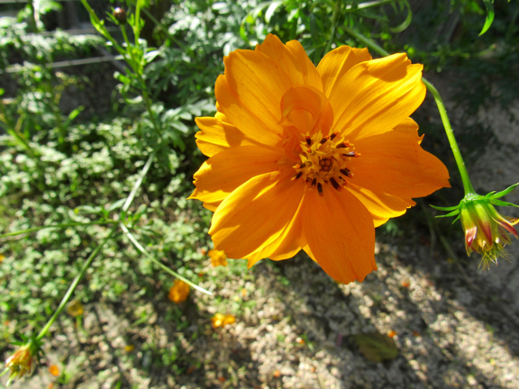cousin nancy: Cosmos! or Fall Headgear!