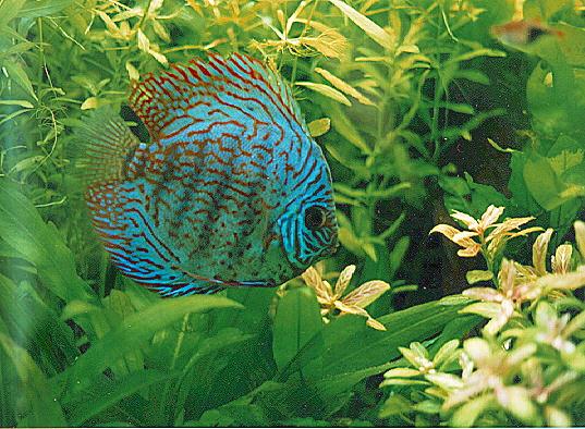 Discus | Fish Info and Photos | The Wildlife