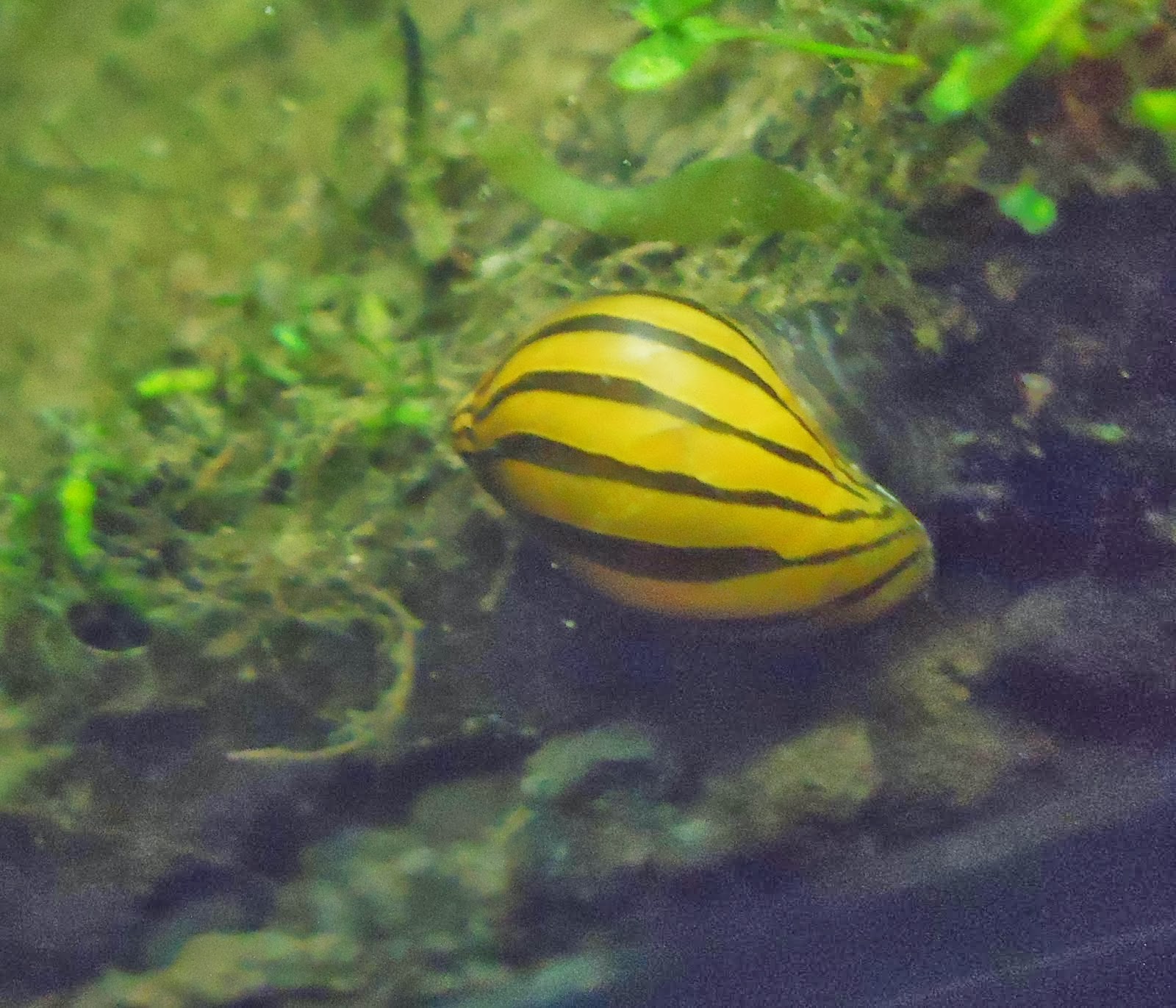 KEONG HIAS ~ Aqualam