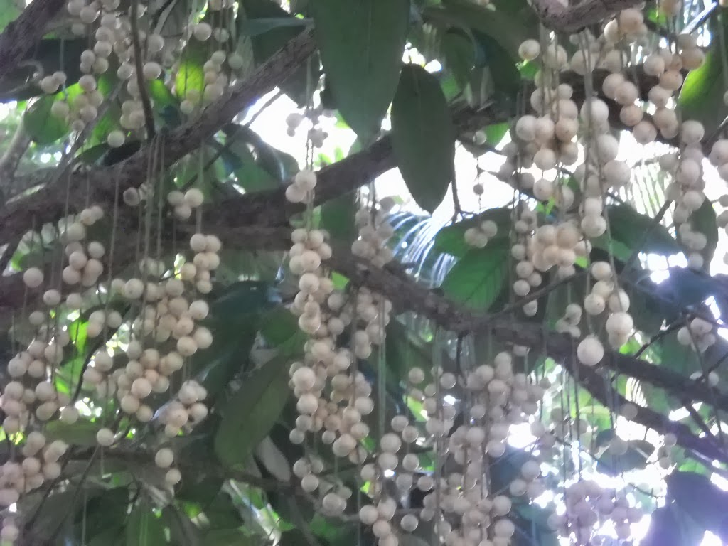 KENALI POKOK SAYANGI POKOK: BUAH RAMBAI