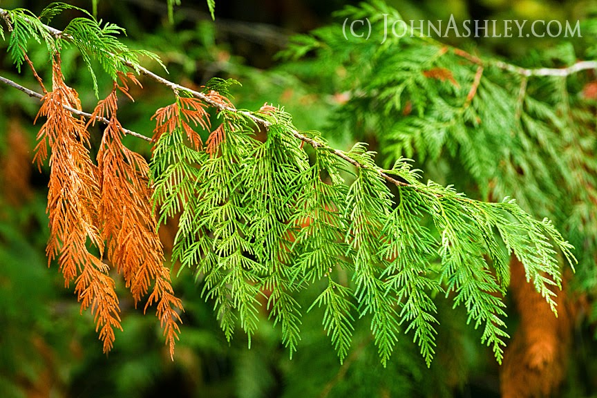Wild and Free Montana: The Complex and Capable Western Red Cedar