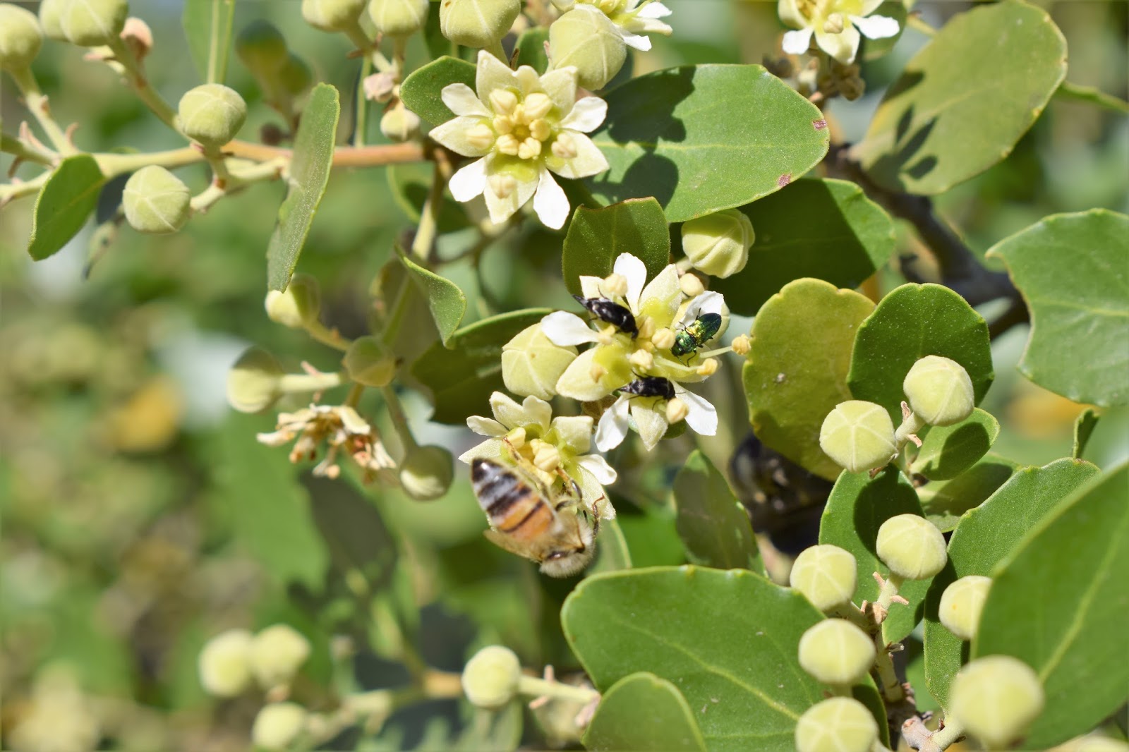 Fernando Ruz: Plantas nativas de Chile: Quillay, küllay, Quillaja saponaria