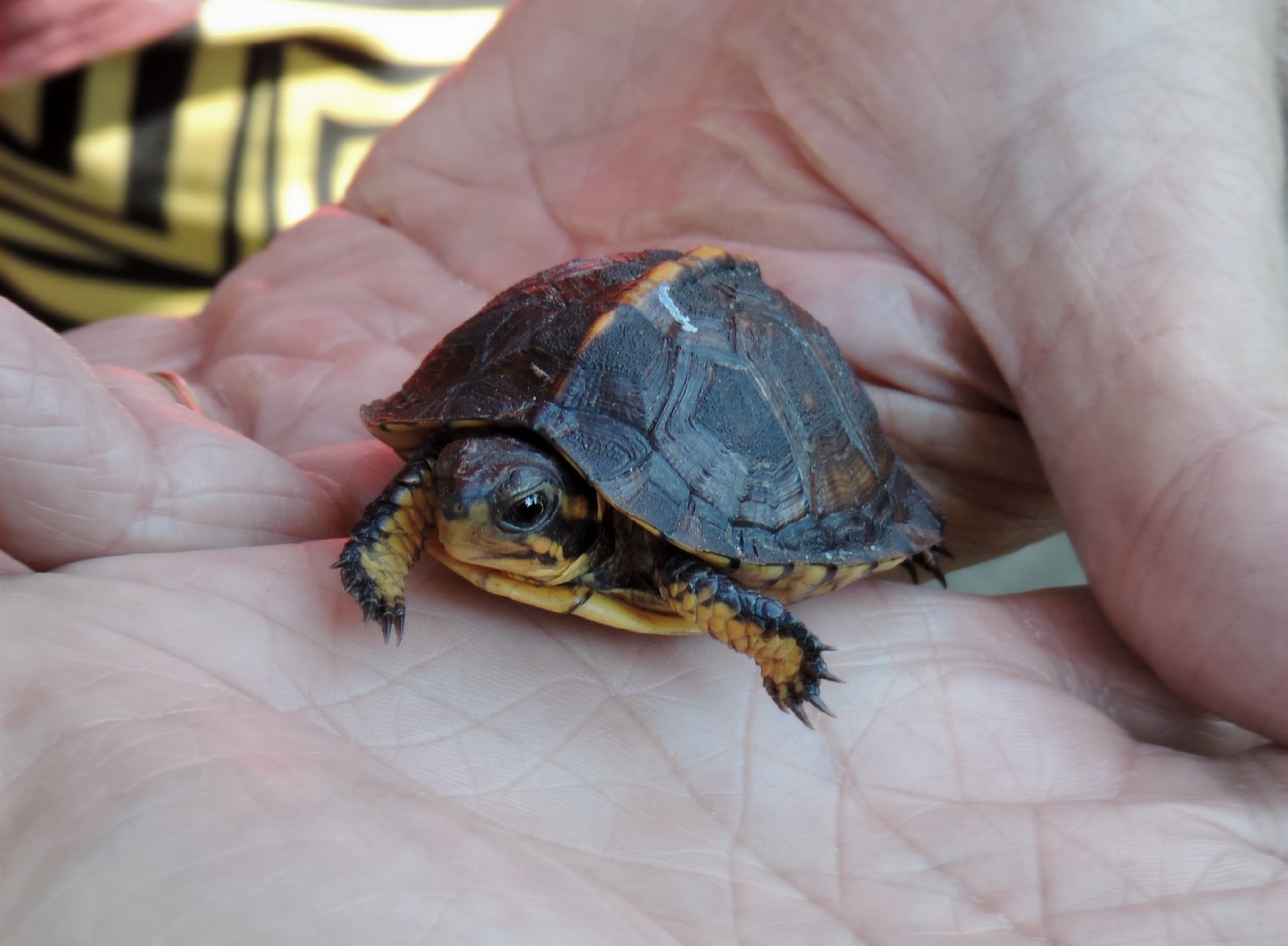 Garden Pic Wednesday: Mini-me Box Turtle
