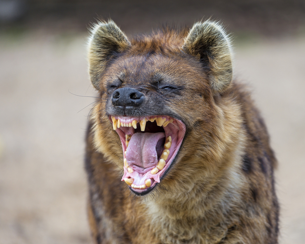 Fabulous Kenya: SHOCKING!: Man Looses Private parts over hyena ATTACK!