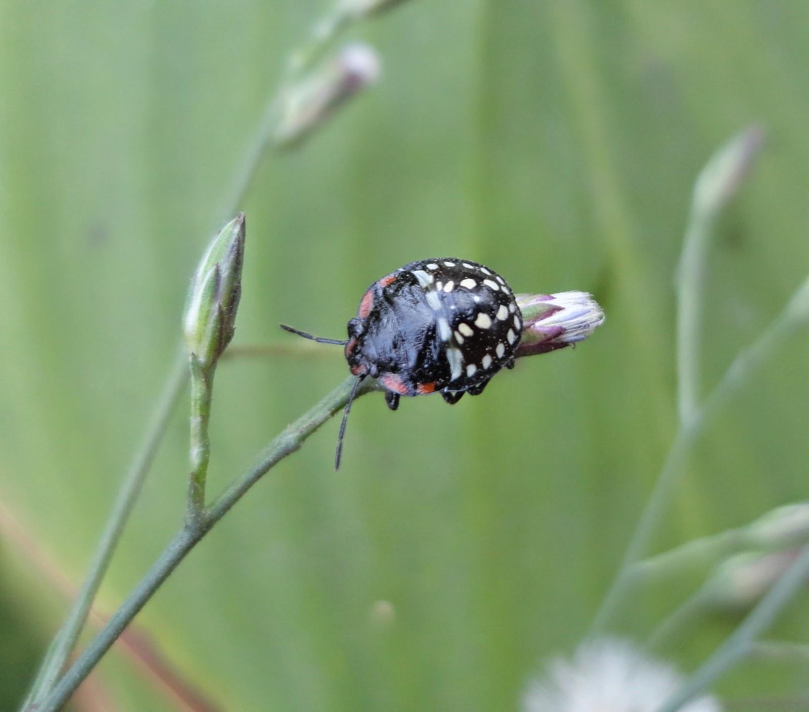Bichos en Antofagasta: Nezara virídula (Chinche verde), Ninfas.