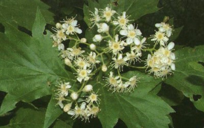 Brekinja – Biljna Ljekarna