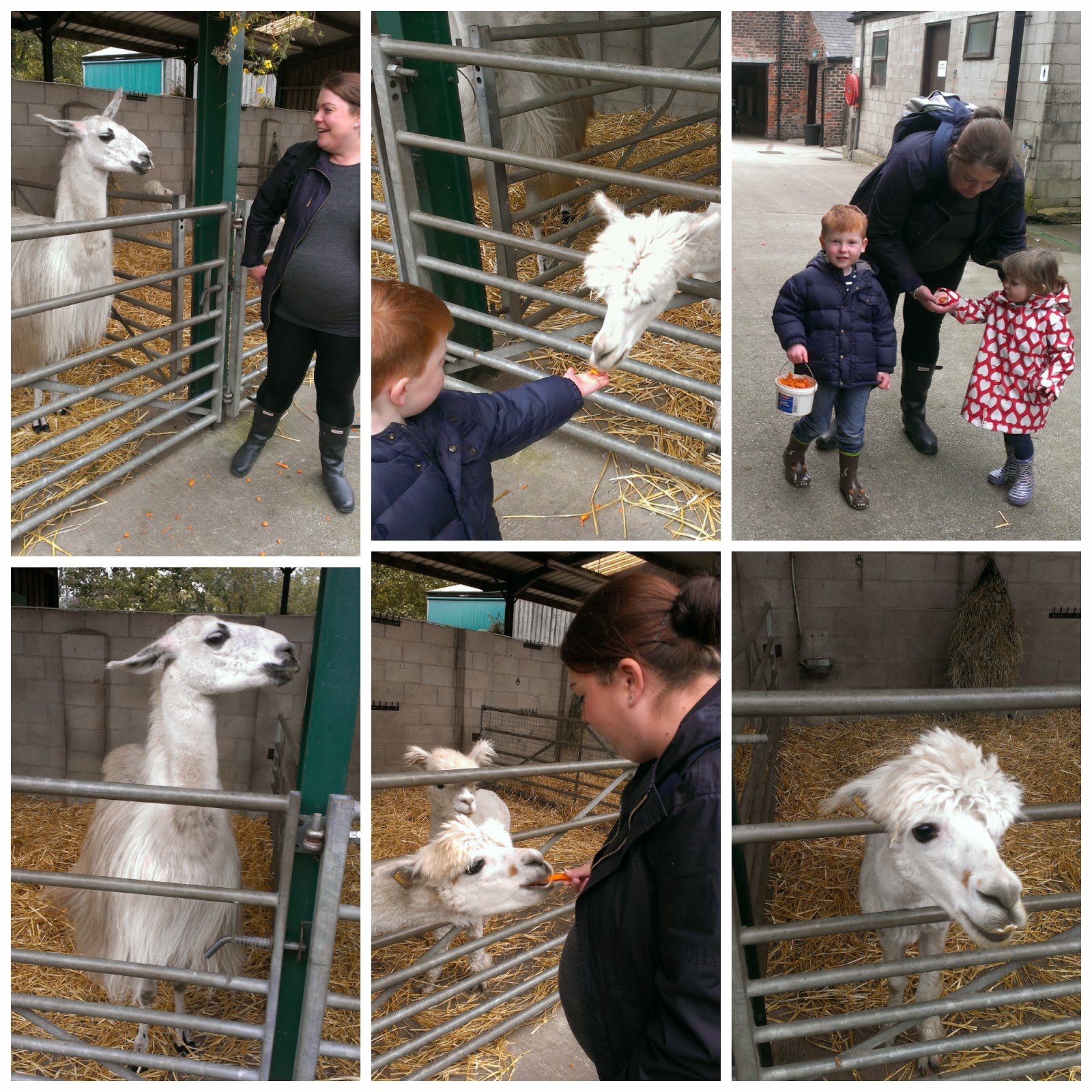 Reddish Vale Farm - An Adventure! - We're going on an adventure