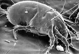 i vari tipi di materassi