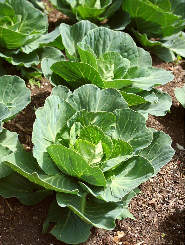 Fall Vegetable Gardening: What to Plant in September : MrBrownThumb