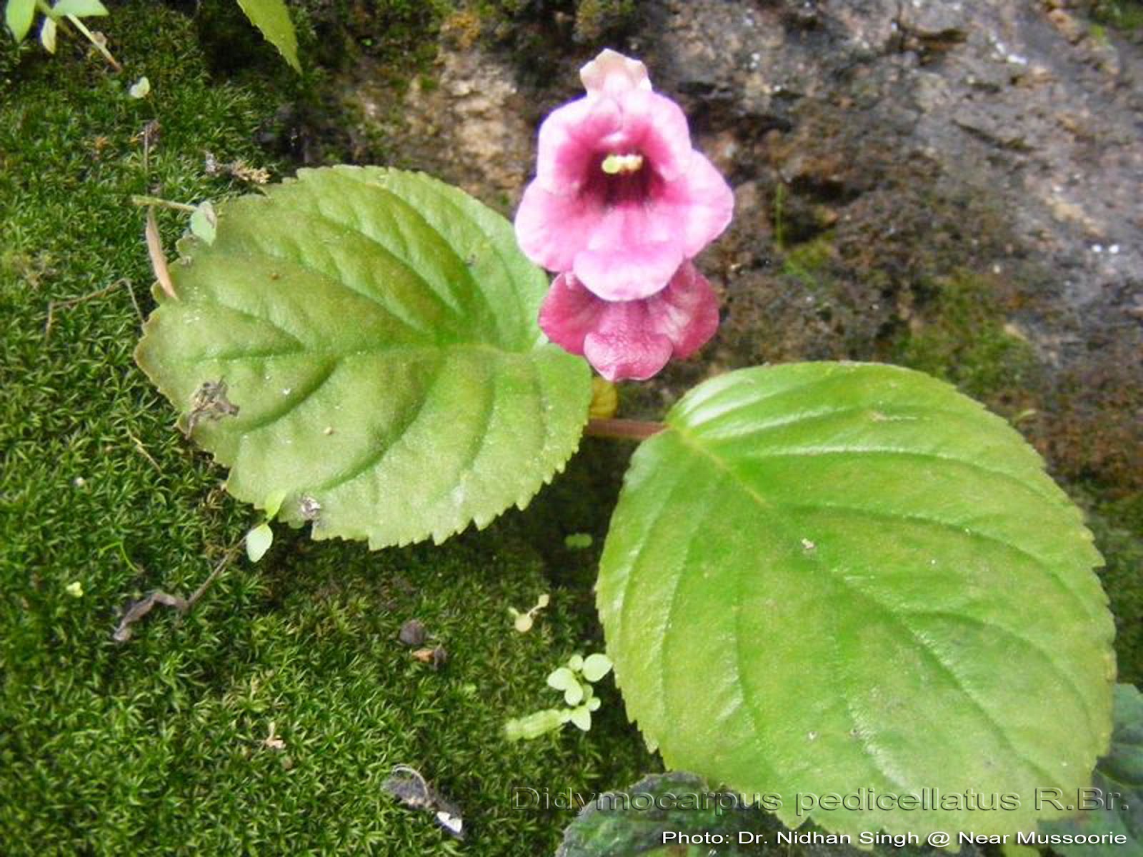 Medicinal Plants: Didymocarpus pedicellatus