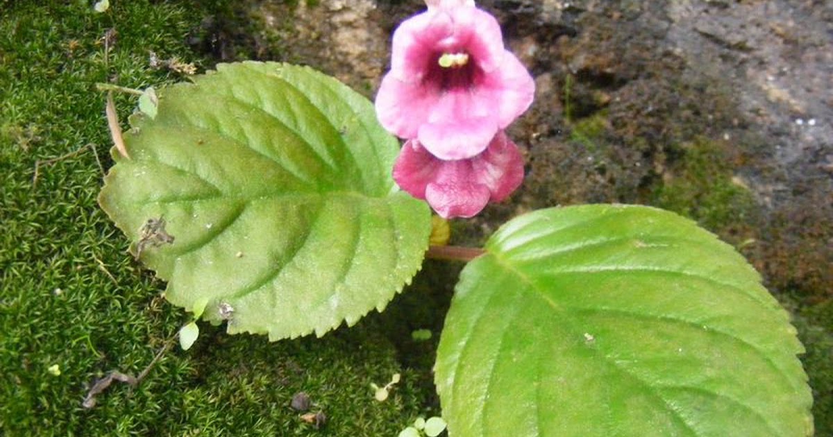 Medicinal Plants: Didymocarpus pedicellatus, Shila pushp, Stone Flower