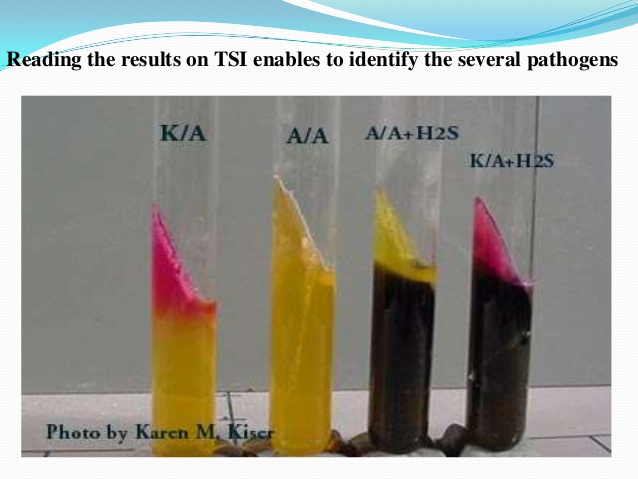 Klebsiella Tsi Reaction Klebsiella Spp | PPT