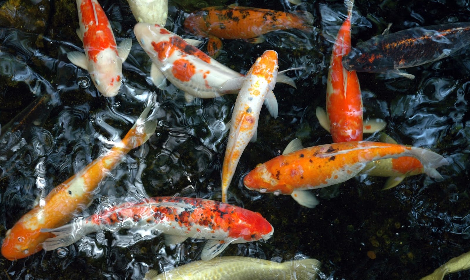 No Mar Profundo: Carpas