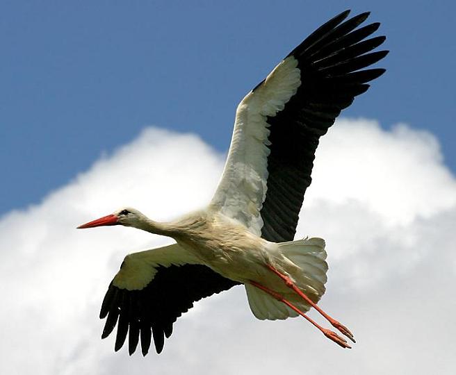 Uygunsuz Vaziyet: Benim leylek havada, yumurtası?.. :)