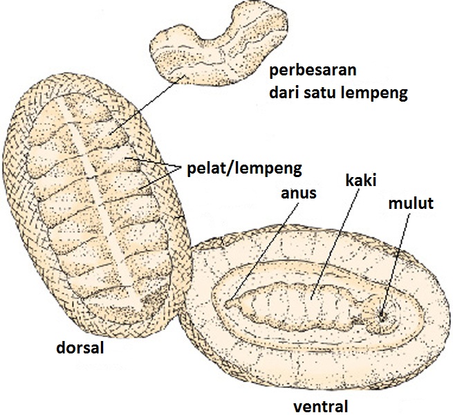 BELAJAR TERUS BIOLOGI: MOLUSCA