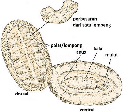 BELAJAR TERUS BIOLOGI: MOLUSCA