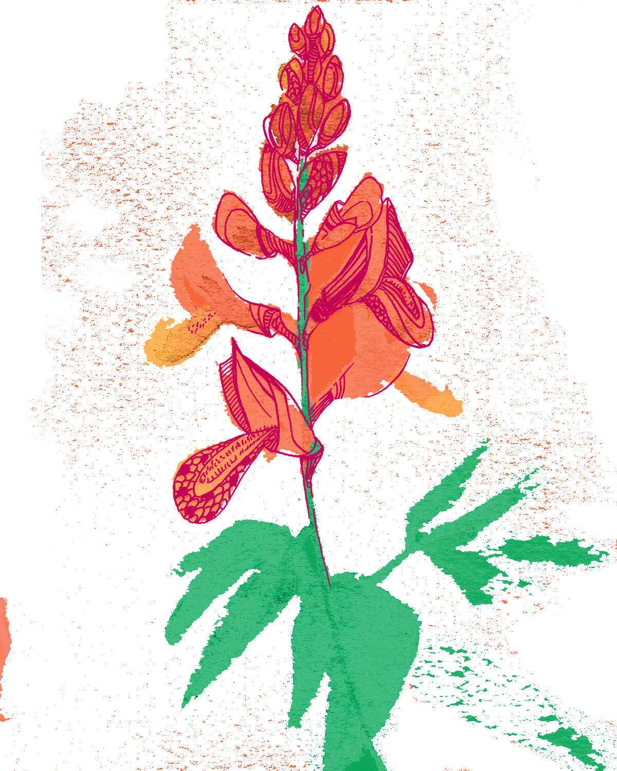 Kate Radomski Illustration: Flowers