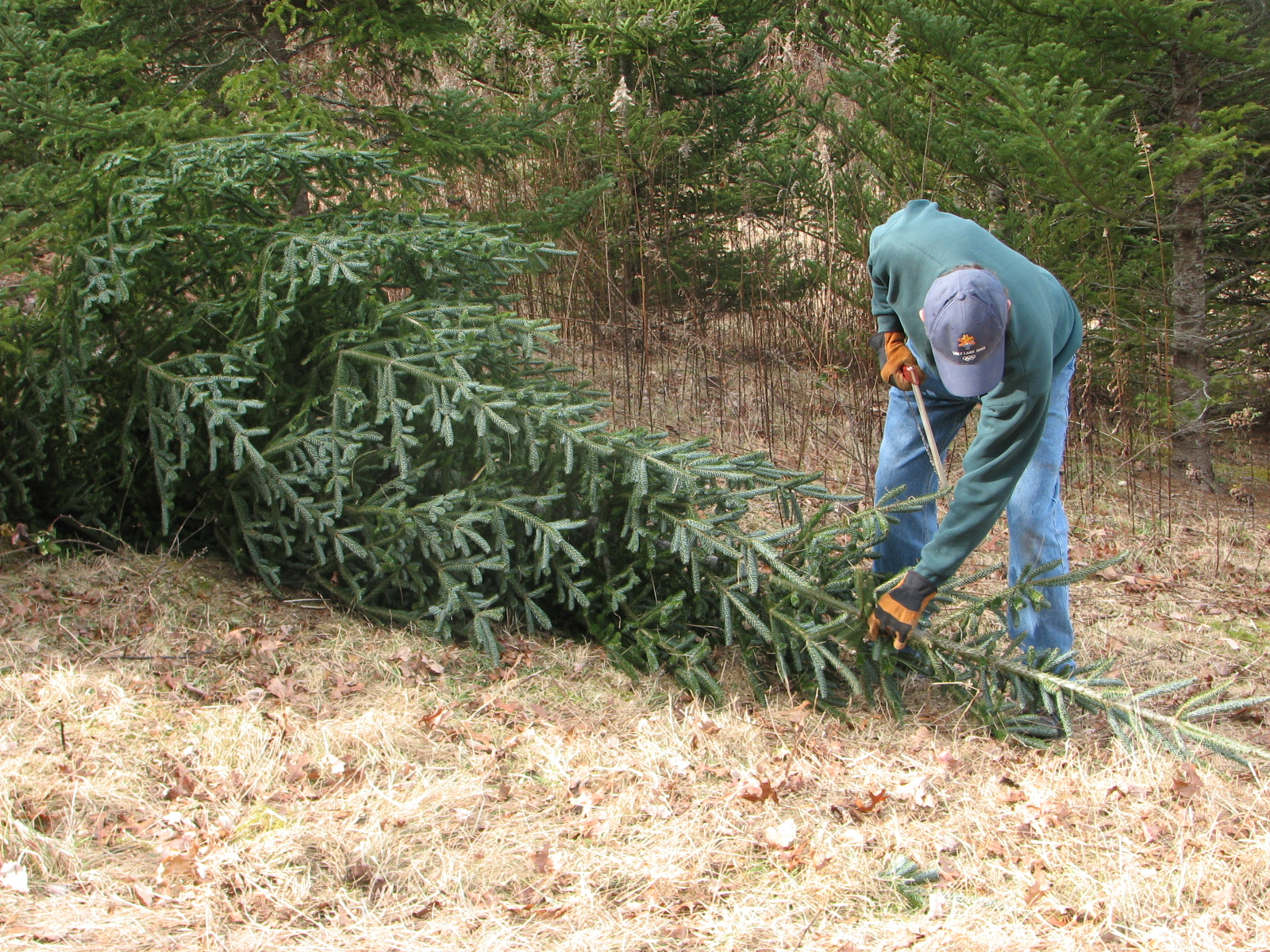 Seeing Jesus: A Tale of Two Trees