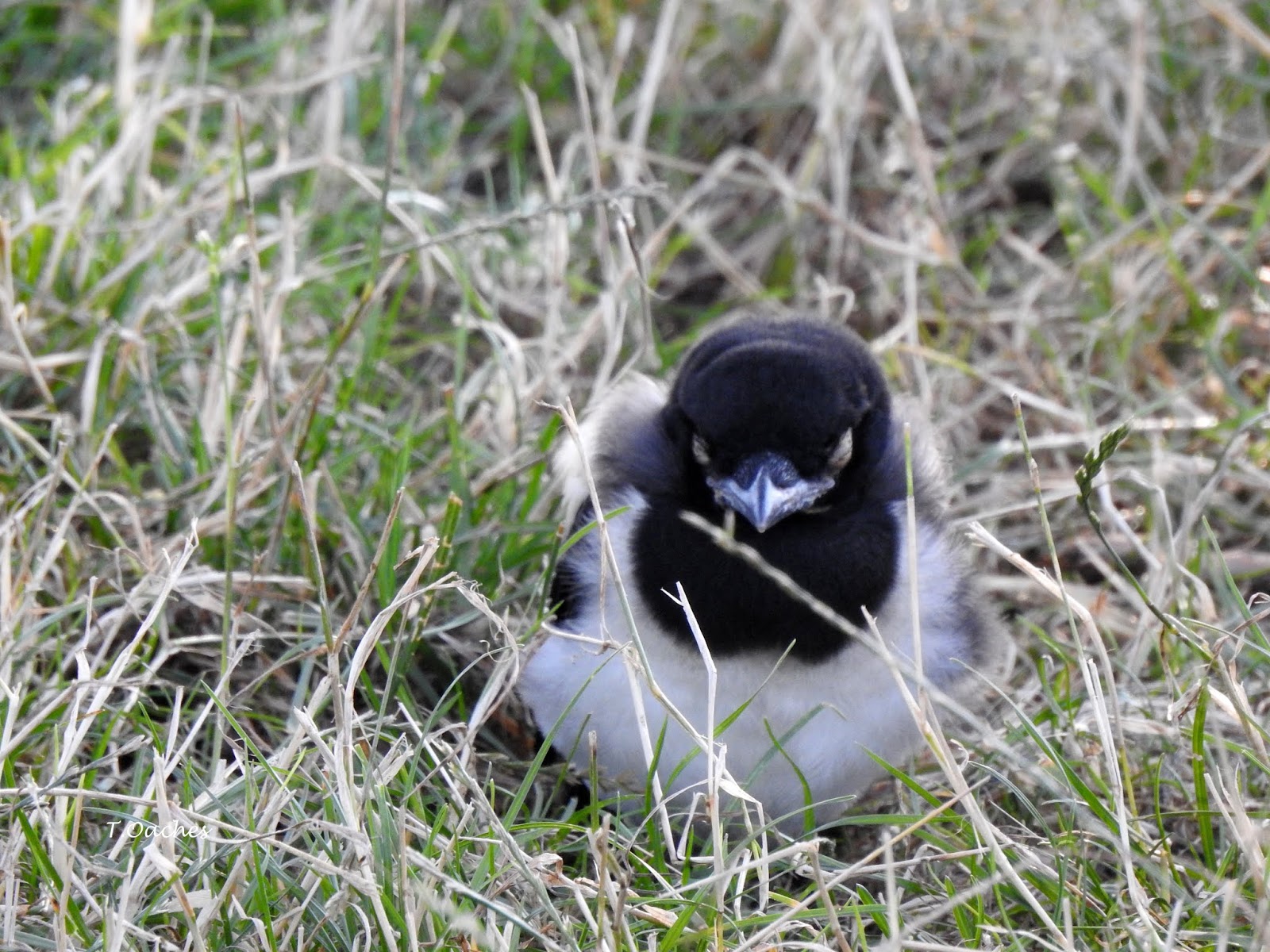 PASARI DIN ROMANIA: COTOFANA, Pica pica