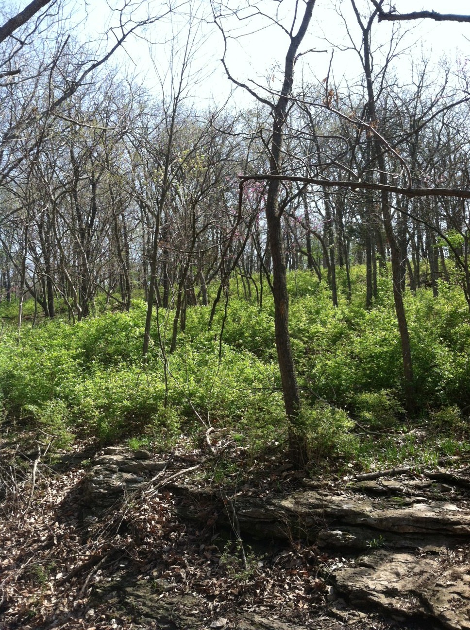 Illinois Invasive Species Awareness Month: Reposted article - Are ...