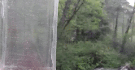 Hummingbird Habitat: My Gif To You