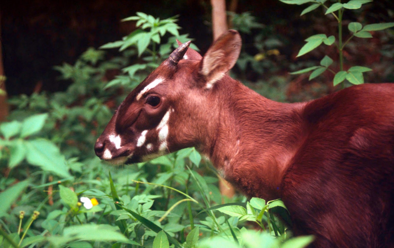 Endangered Earth: Saola