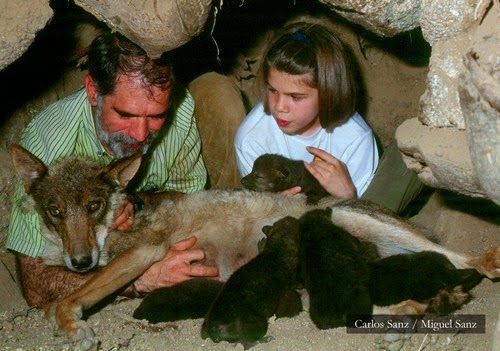 imagenes de animales cazando su presa