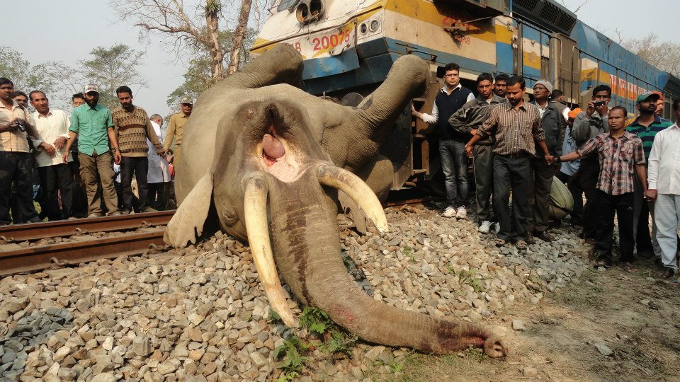 CHAUTARE, the storytellers from East Himalaya: Elephant vs Railways ...