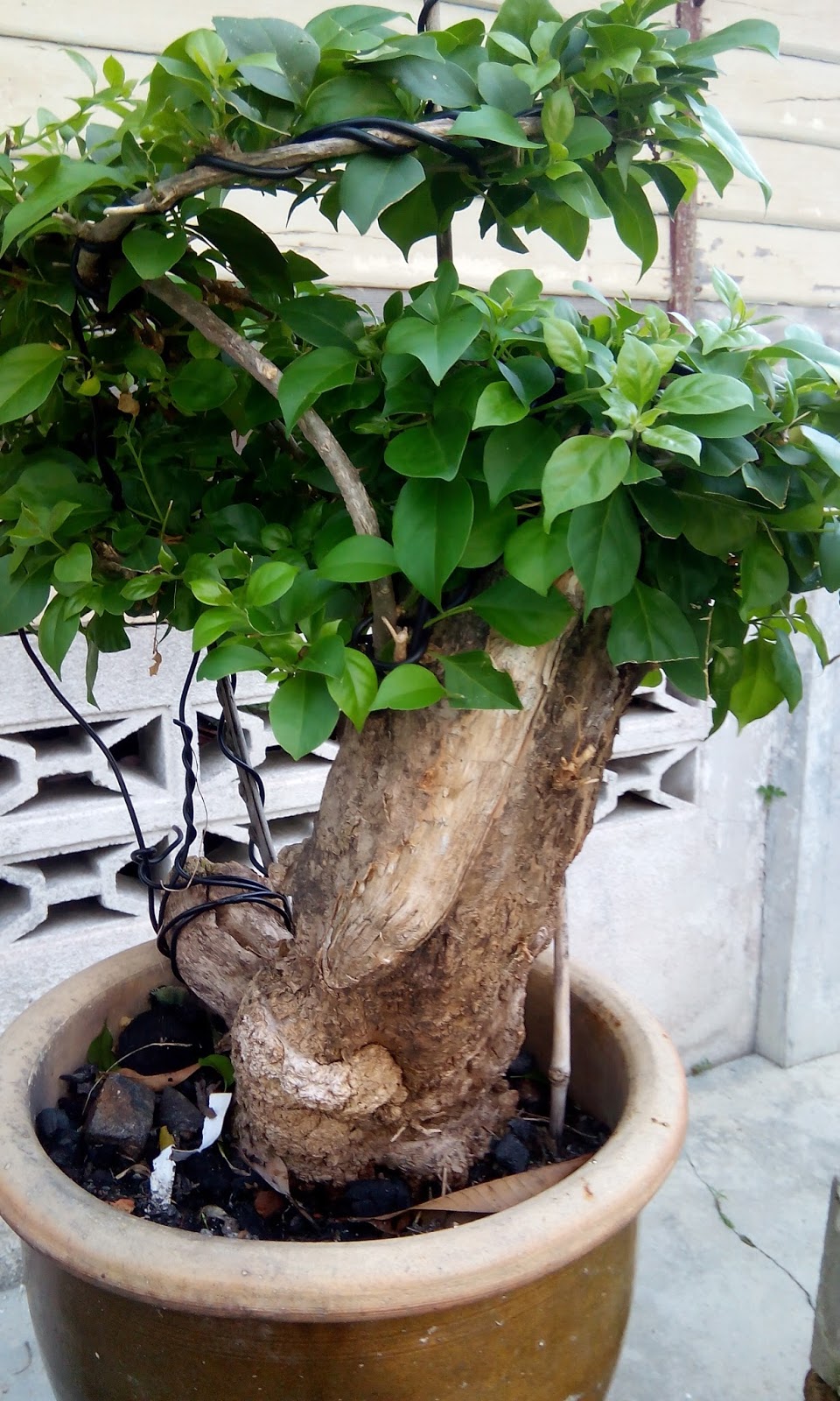 Belajar-Bertanam-tanaman: Batang Pokok Bunga Kertas