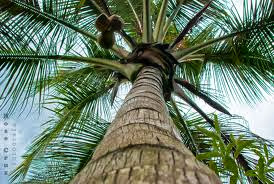 Bela Arte, Cinema: O que é Plongée e Contra-Plongée?