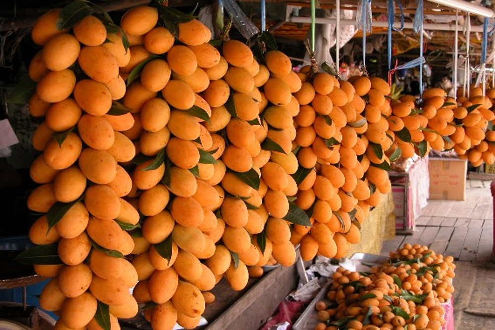 Flora Khas Provinsi di Jawa - MEMBUDIDAYAKAN FLORA DAN FAUNA ASLI INDONESIA