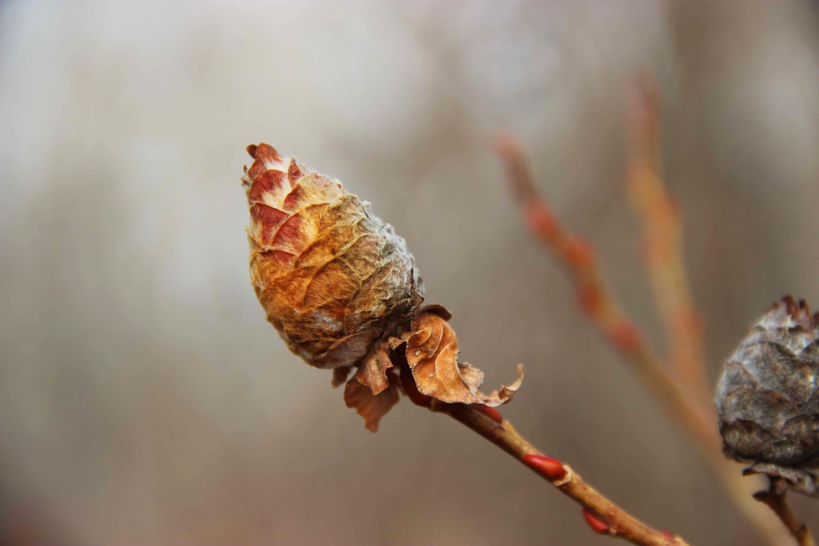 In the Company of Plants and Rocks: Willow Cones