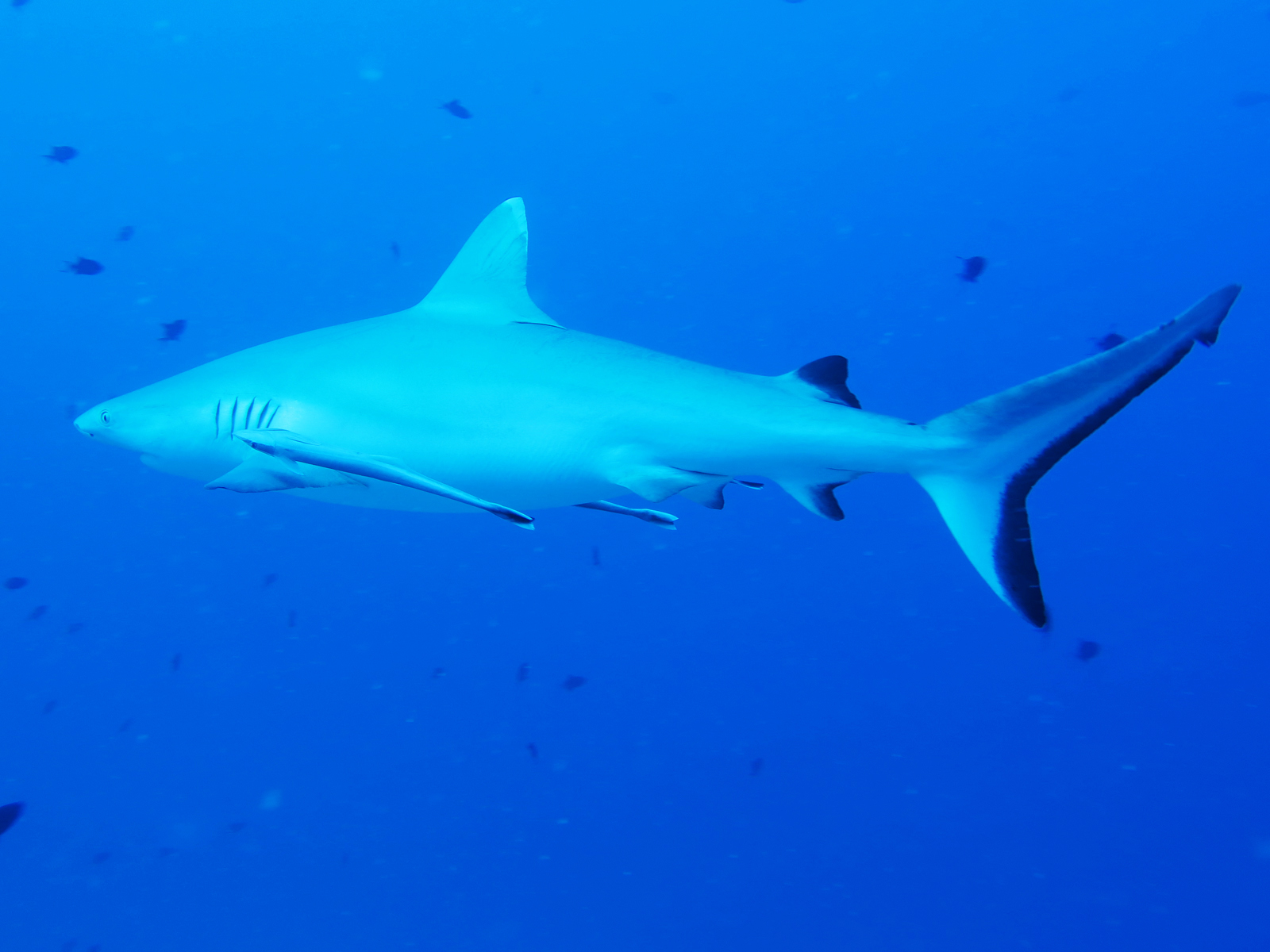 Einfach mal abtauchen: Haie und Mantas - Malediven Tauchsafari M/Y ...