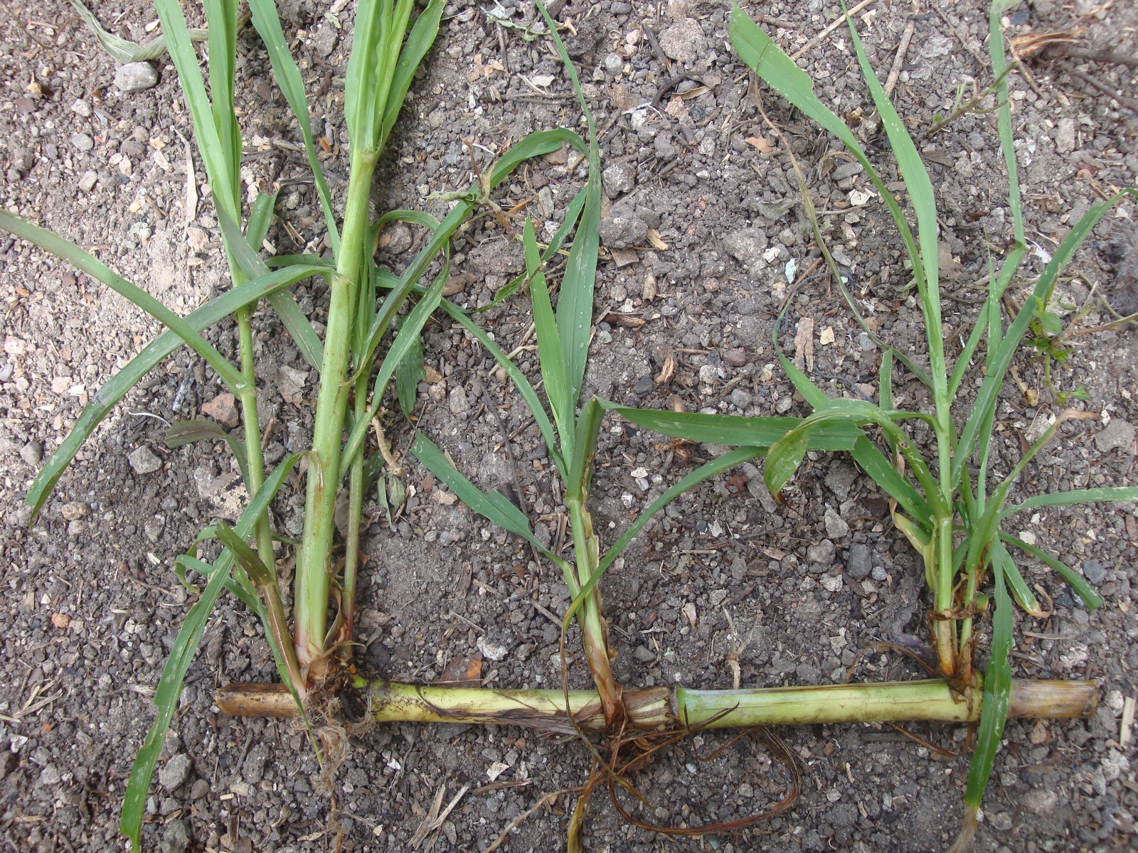 Pasto Maralfalfa, Chilmaral, altos rendimiento en forraje para tu ...