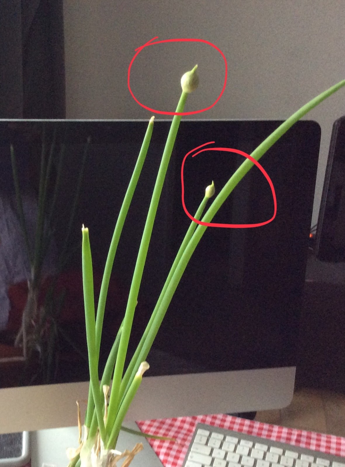 BisayaPhilippines: Plant your own onion leaves (sibuyas dahon)