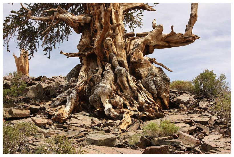 CHOWA ZOUTLEEUW: De oudste bomen op aarde