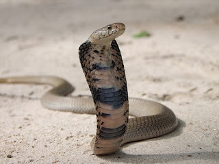 Mozambique Spitting Cobra | Snakes