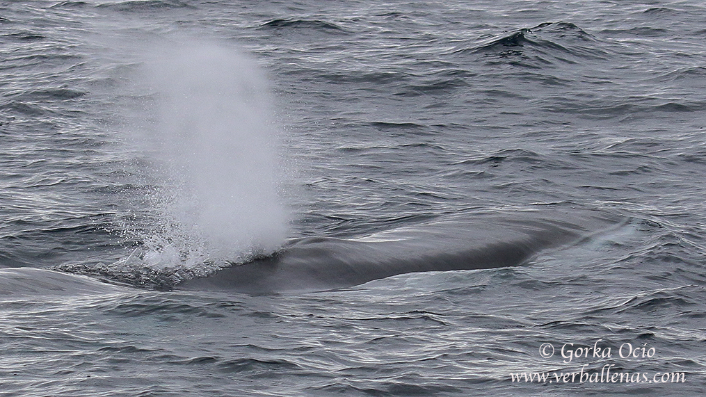 El blog de Gorka Ocio: NAVEGANDO CON RORCUALES COMUNES FRENTE A ...