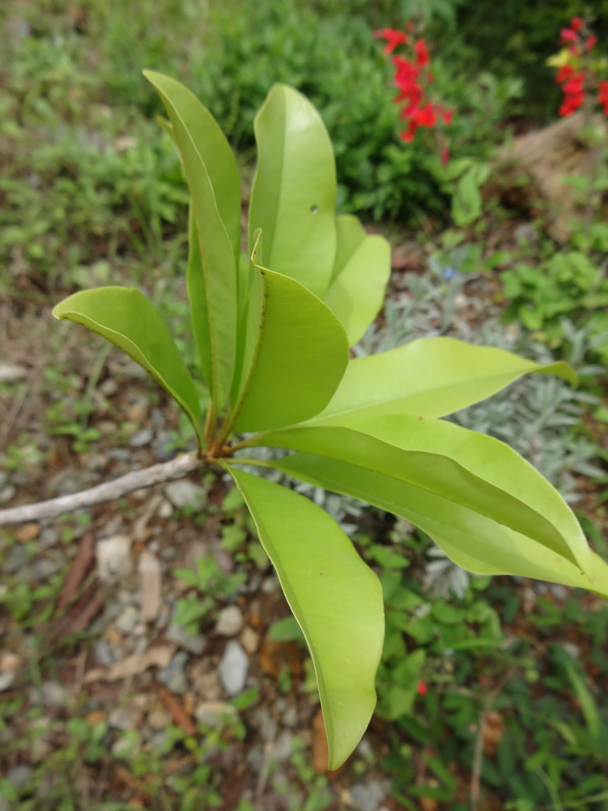 Herbs from Distant Lands: Manilkara zapota - Sapodilla, Chico, Chicle