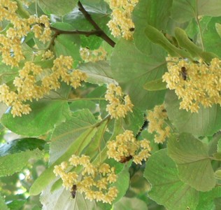 FELICIA POPA BLOG: Iată de ce "12 plante"!