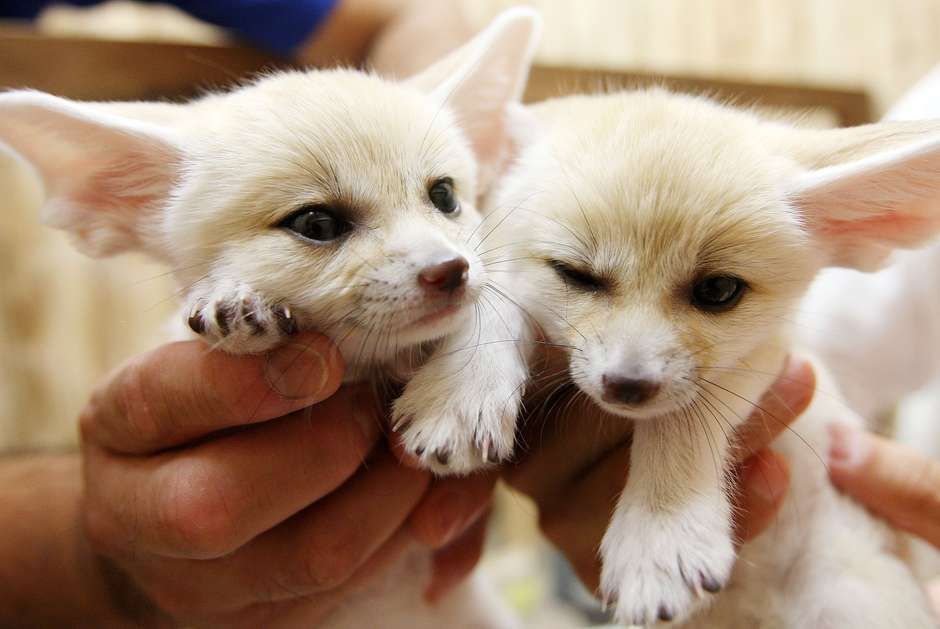 Los animales mas tiernos del mundo: Los 10 animales mas tiernosy lindos ...