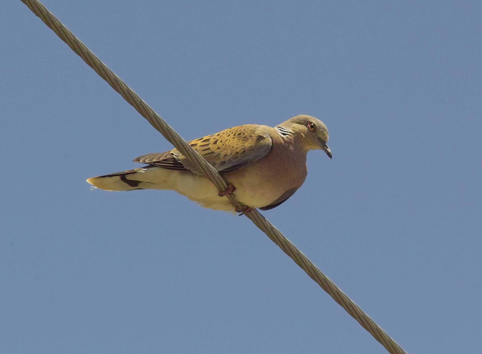 Derek Bird Brain: British Companies arrange the Slaughter of Turtle ...